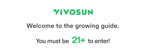 Obama Runtz Strain Review: Flavor, Effects, and Growing Tips - Vivosun