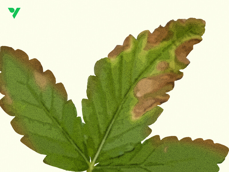 How to Fix Nutrient Lockout? VIVOSUN Growing Guide