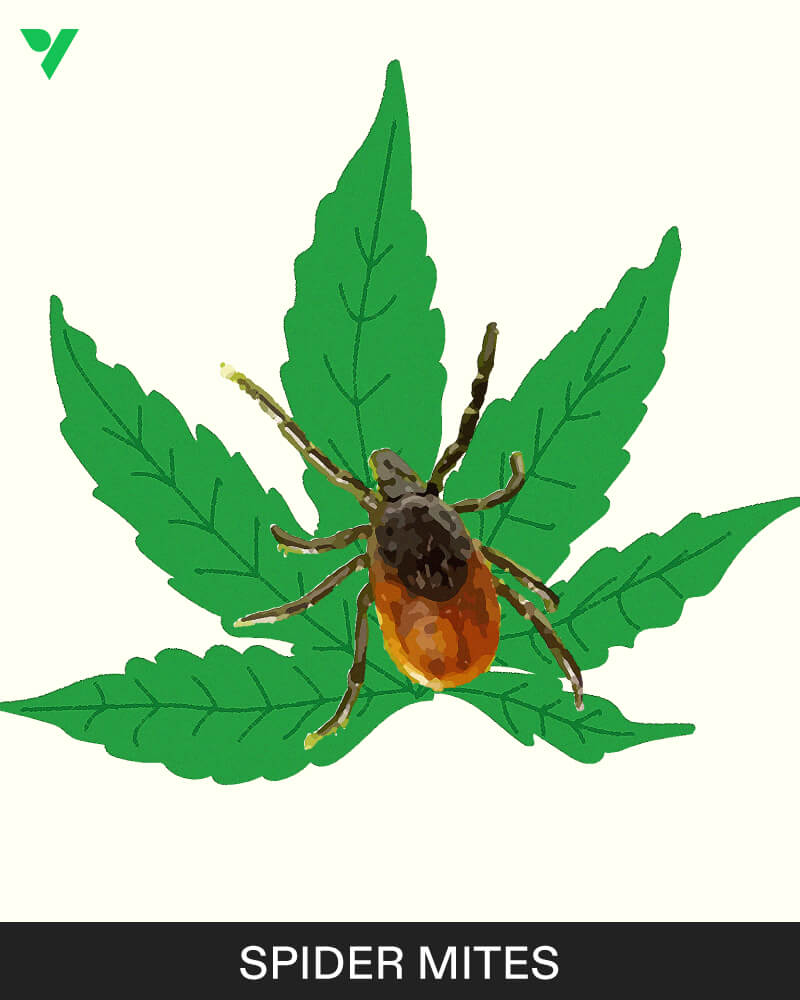 How to Get Rid of Pests from Cannabis