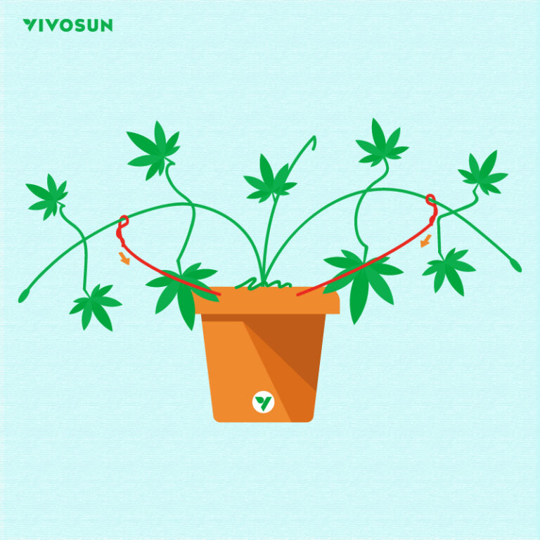 All About Super Cropping: What You Should Know