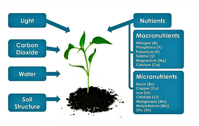 What are Nutrients and Why Important? | VIVOSUN