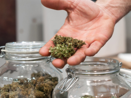 How to Tell When Your Buds Have Cured Properly? | VIVOSUN