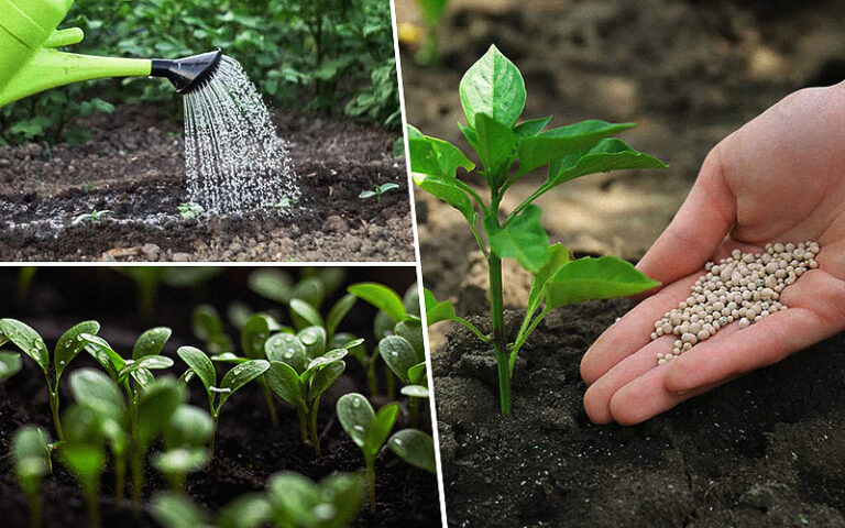 5 Reasons That Cause Overwatering Cannabis Seedlings