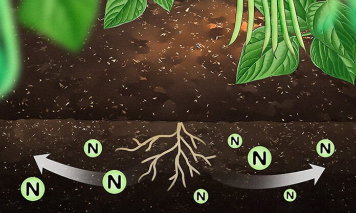 The Essential Effect of Nitrogen on Plants | VIVOSUN