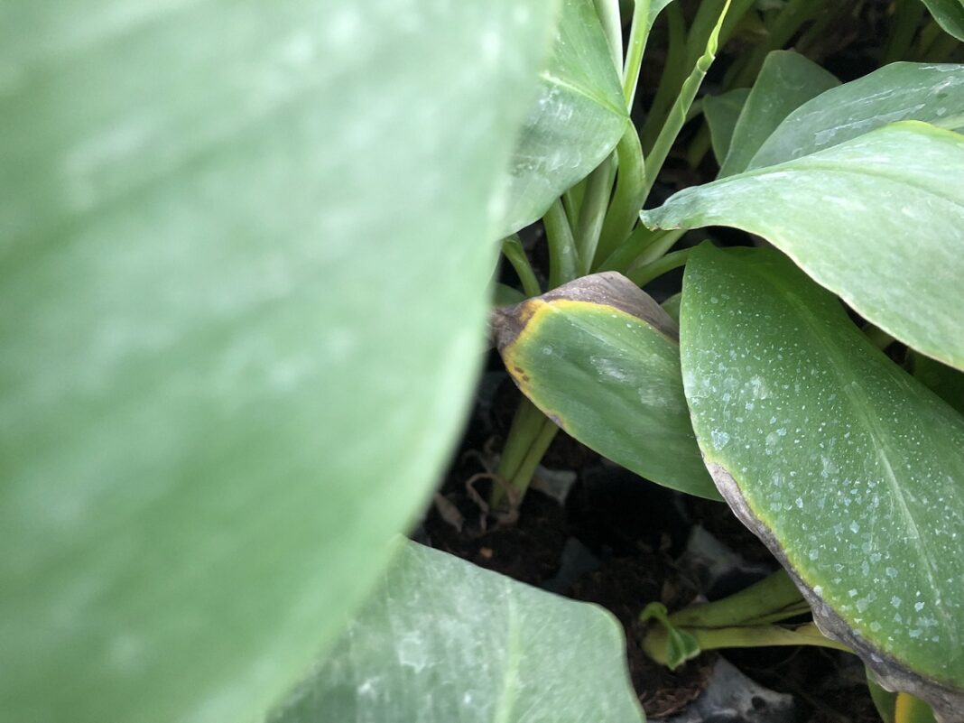 The Essential Effect of Potassium on Plants | VIVOSUN