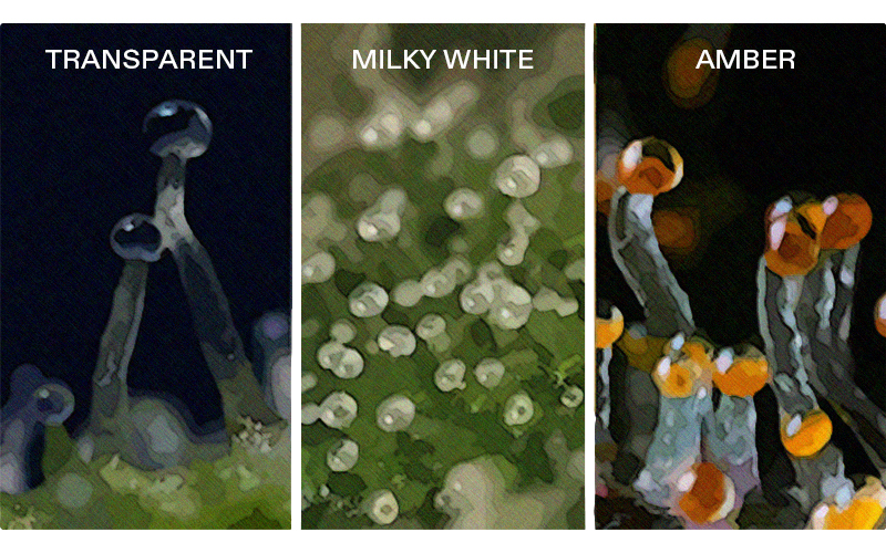 What do Trichomes Look like When They Are Ready to Harvest