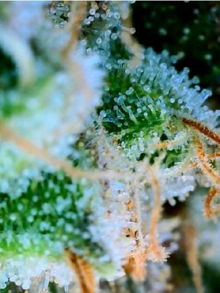 The Critical Effects of Mutations on Cannabis | VIVOSUN