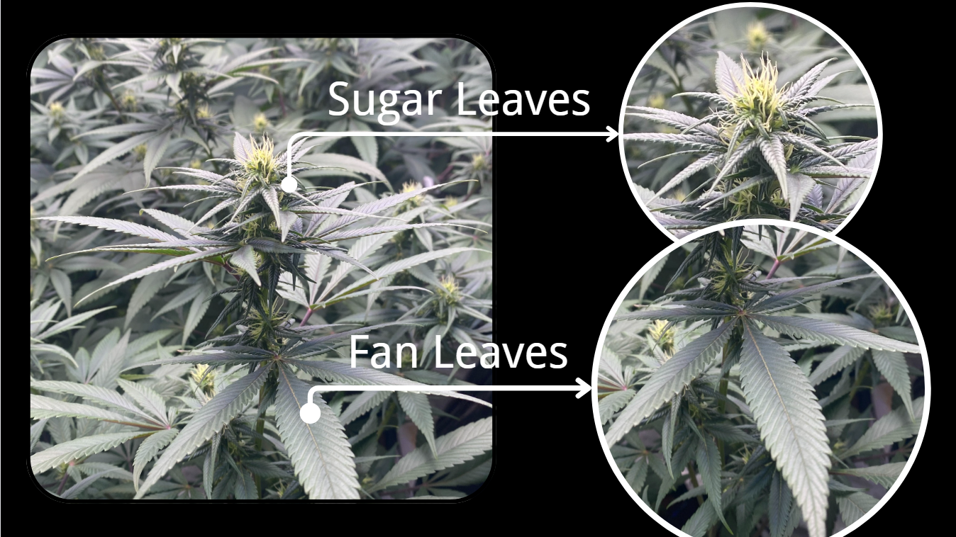 Weed Leaf Guide: Decoding Fan vs Sugar Leaves - Essential Tips for Growers