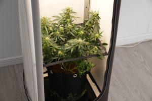 How Many Grams in an Eighth of Weed? (5 Common Slang Term Conversions ...