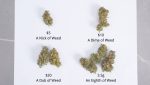 What is a Zip of Weed? (Prices and Conversions Explained) - Vivosun