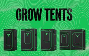 Mastering the SCROG (Screen of Green) Methods: A Comprehensive Guide