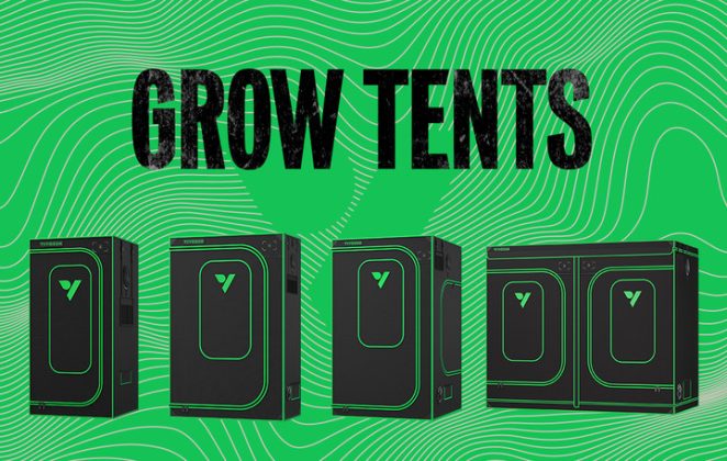 Mastering the SCROG (Screen of Green) Methods: A Comprehensive Guide