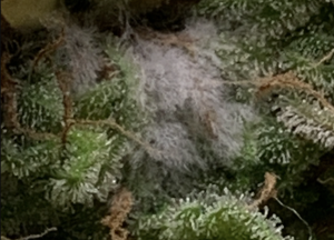 Moldy Weed: Recognizing, Understanding, and Avoiding the Dangers - Vivosun