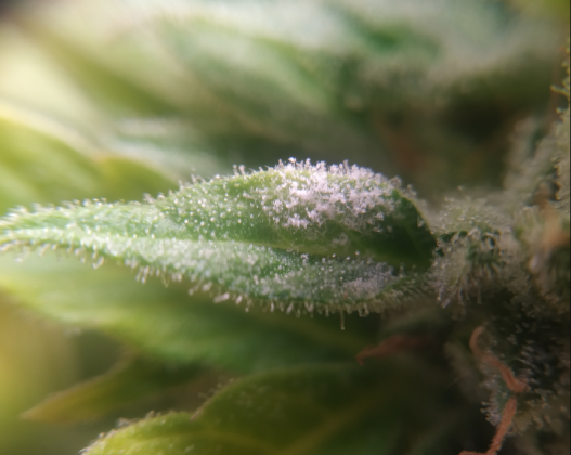 Moldy Weed: Recognizing, Understanding, and Avoiding the Dangers - Vivosun