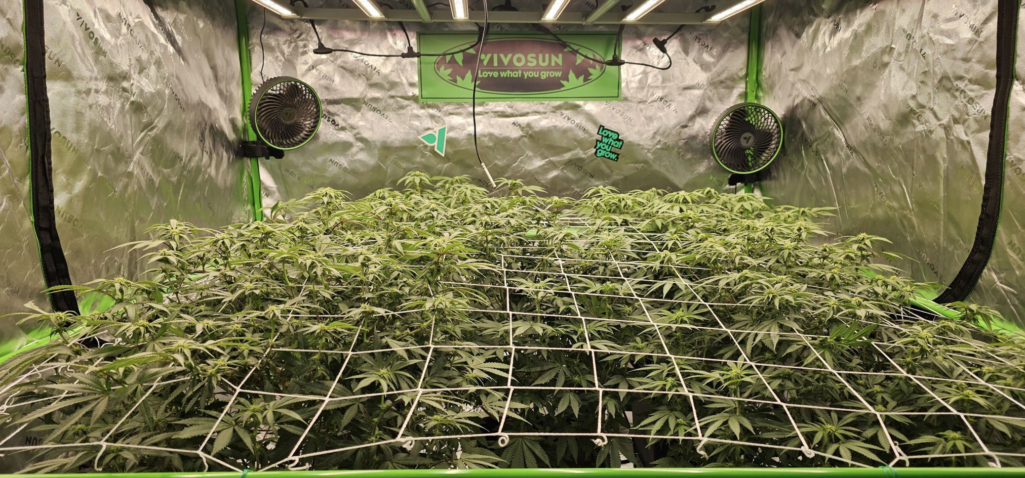 Mastering the SCROG (Screen of Green) Methods: A Comprehensive Guide