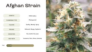 Afghan Strain: The Pure Indica Experience - Vivosun