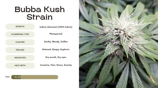 Bubba Kush Strain: A Classic Indica Experience - Vivosun