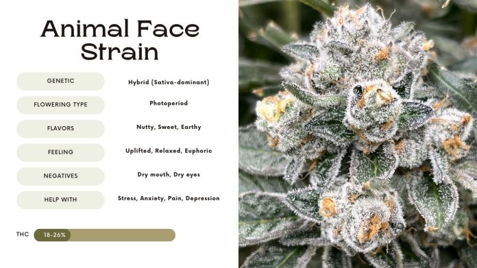 Animal Face Strain: A Potent and Unique Experience - Vivosun
