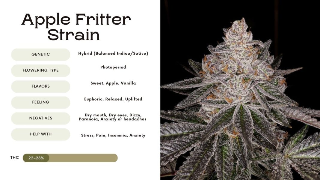Apple Fritter Strain: Everything You Need to Know - Vivosun