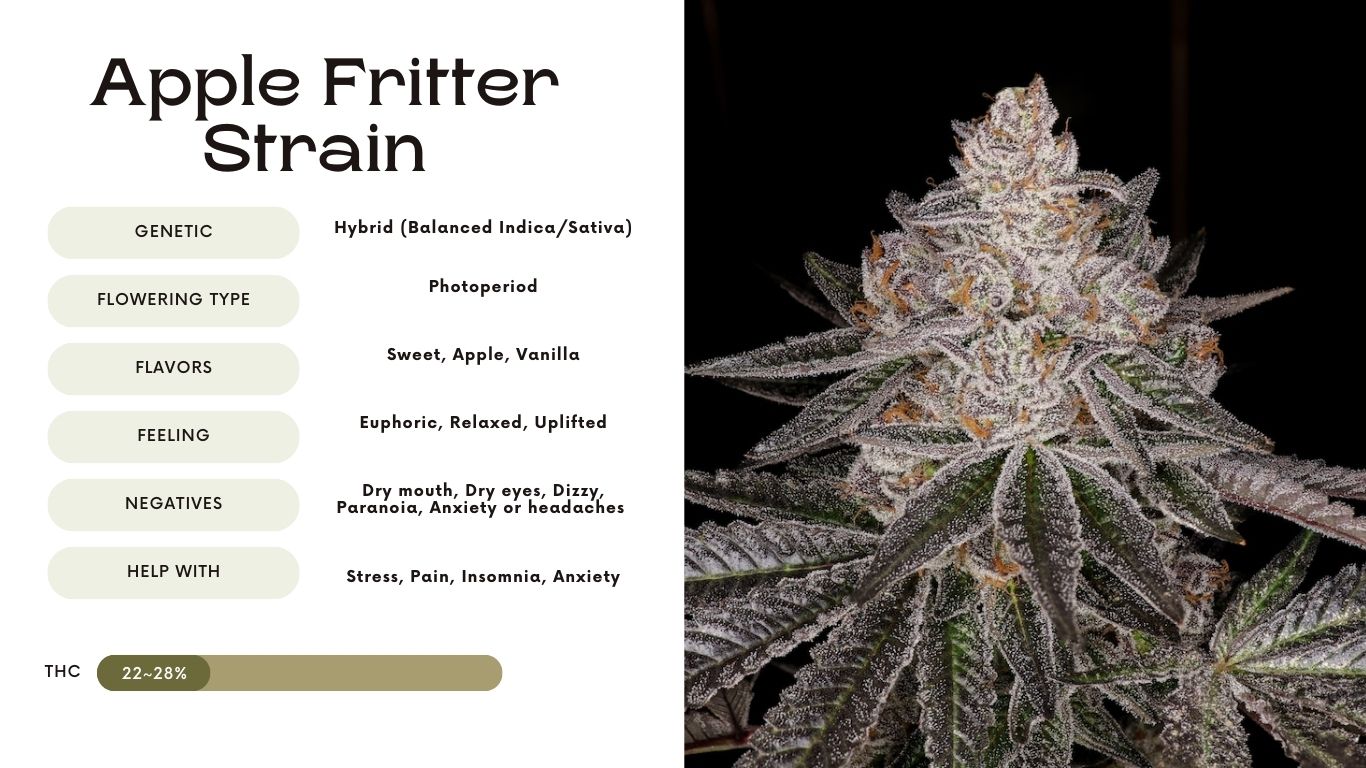 Apple Fritter Strain: Everything You Need to Know - Vivosun