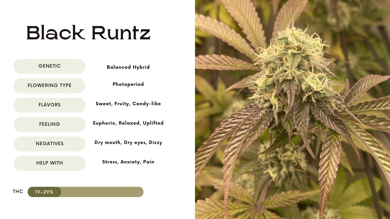 Black Runtz Strain: Everything Your Need to Know - Vivosun