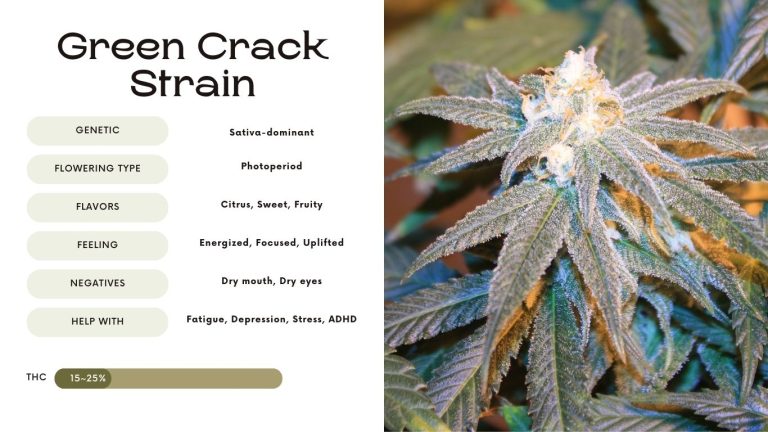 Green Crack Strain: Energizing Your Day - Vivosun
