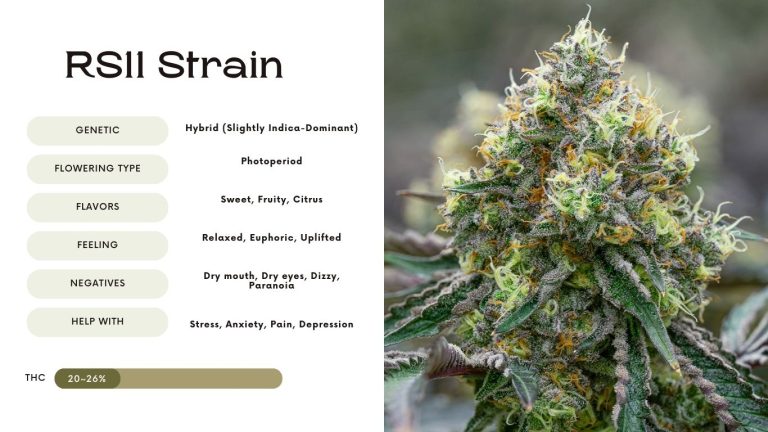 RS11 Strain aka Rainbow Sherbert #11: Everything You Need to Know - Vivosun
