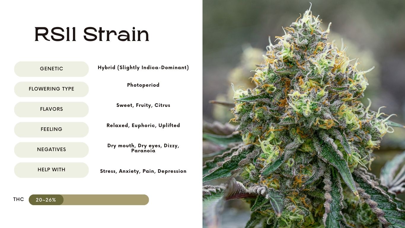RS11 Strain aka Rainbow Sherbert #11: Everything You Need to Know - Vivosun