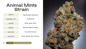 Animal Mints Strain: The Perfect Balance of Flavor and Potency - Vivosun