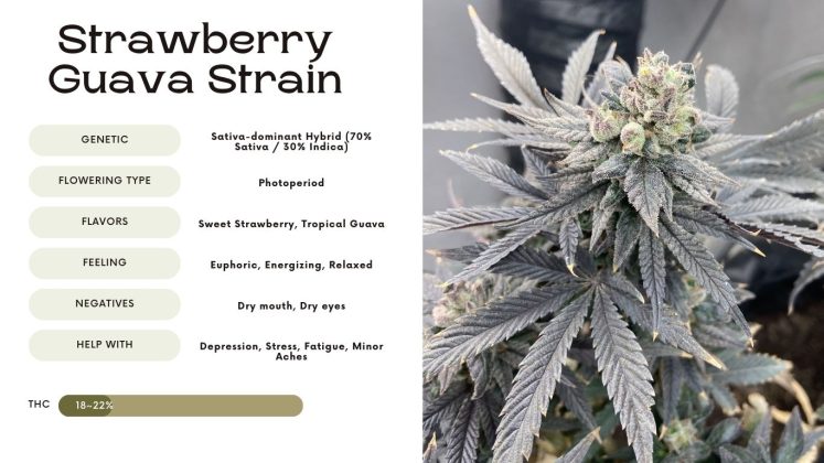 Strawberry Guava Strain: Everything You Need to Know - Vivosun