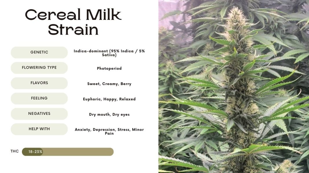 Cereal Milk Strain: Everything You Need to Know - Vivosun