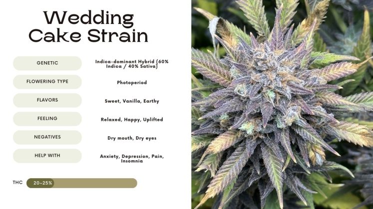 Wedding Cake Strain: Everything You Need to Know - Vivosun