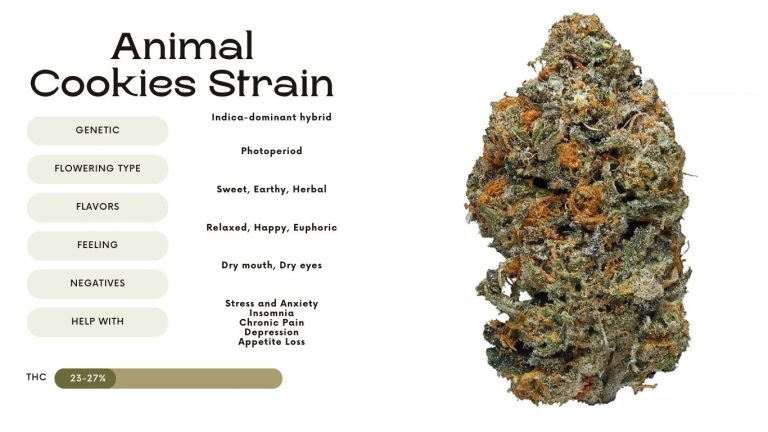 Animal Cookies Strain: Everything You Need to Know - Vivosun
