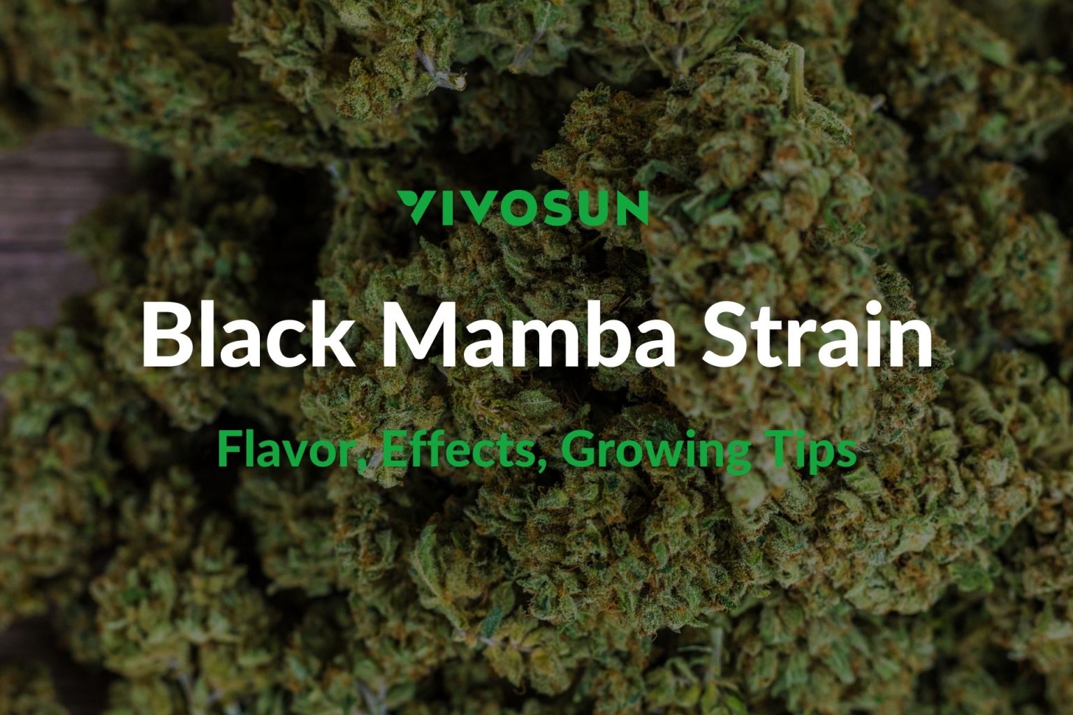 Black Mamba Strain: Everything You Need to Know - Vivosun