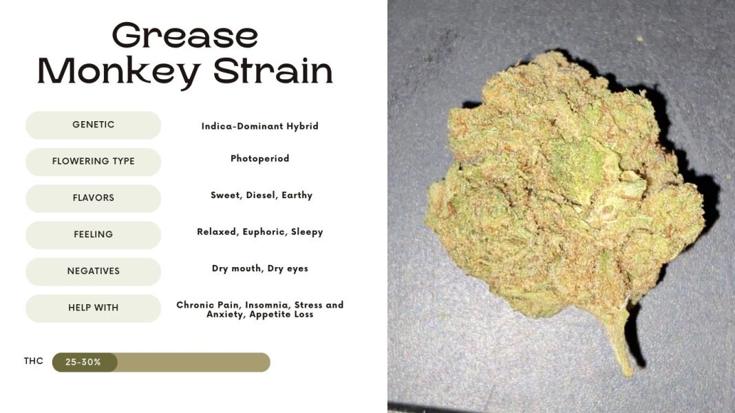 Grease Monkey Strain: Everything You Need to Know - Vivosun