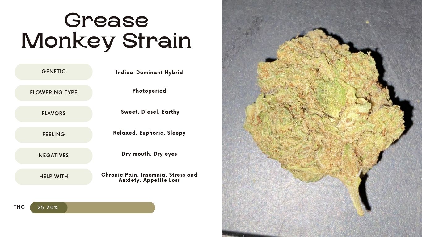 Grease Monkey Strain: Everything You Need to Know - Vivosun