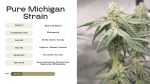 Pure Michigan Strain: Everything You Need to Know - Vivosun