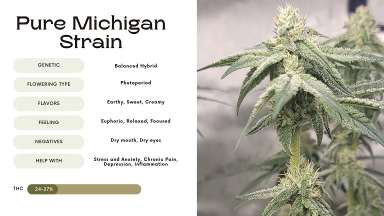 Pure Michigan Strain: Everything You Need to Know - Vivosun