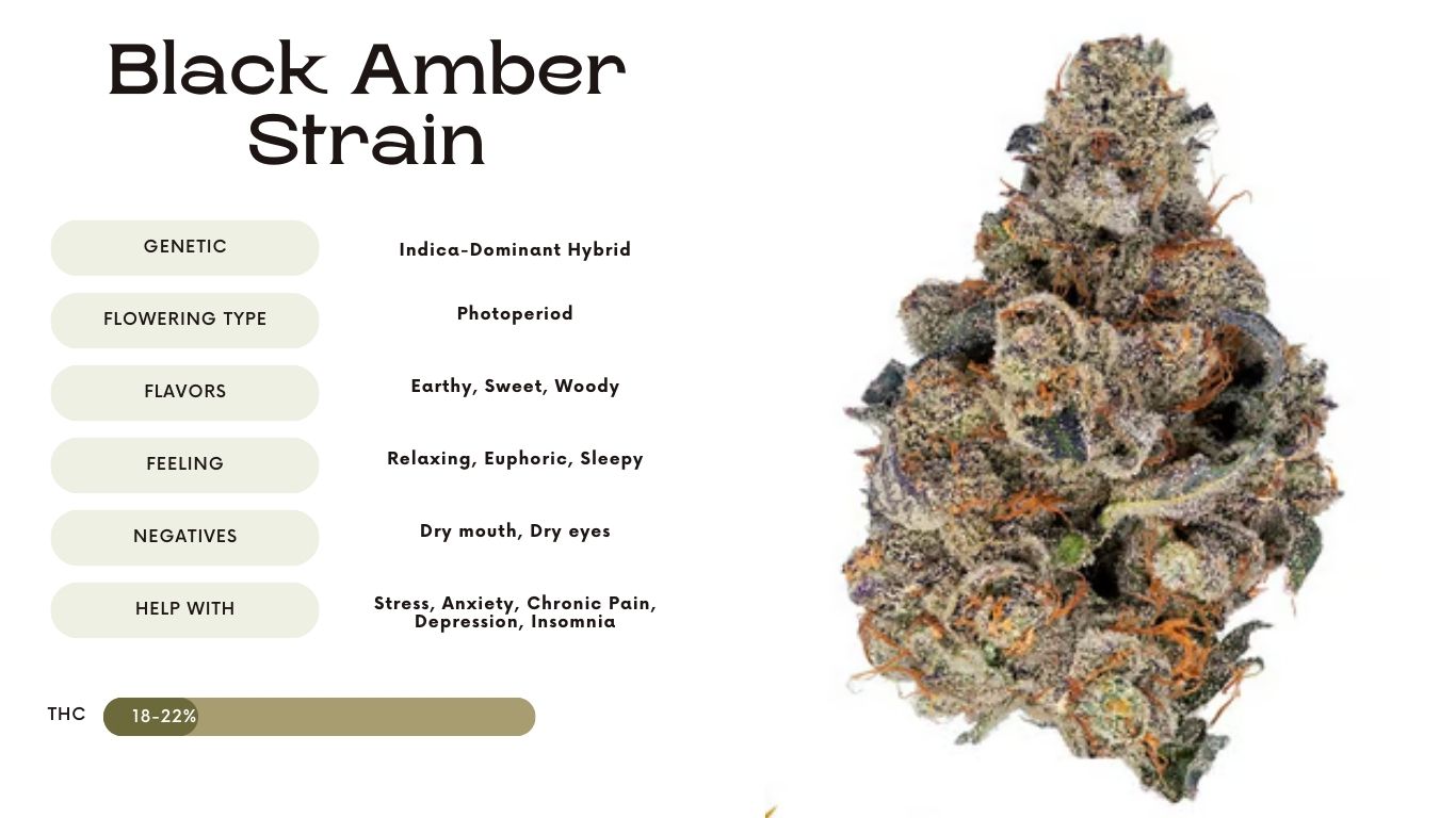 Black Amber Strain: Everything You Need to Know - Vivosun