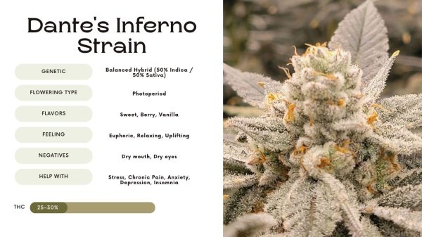 Dante's Inferno Strain: Everything You Need to Know - Vivosun