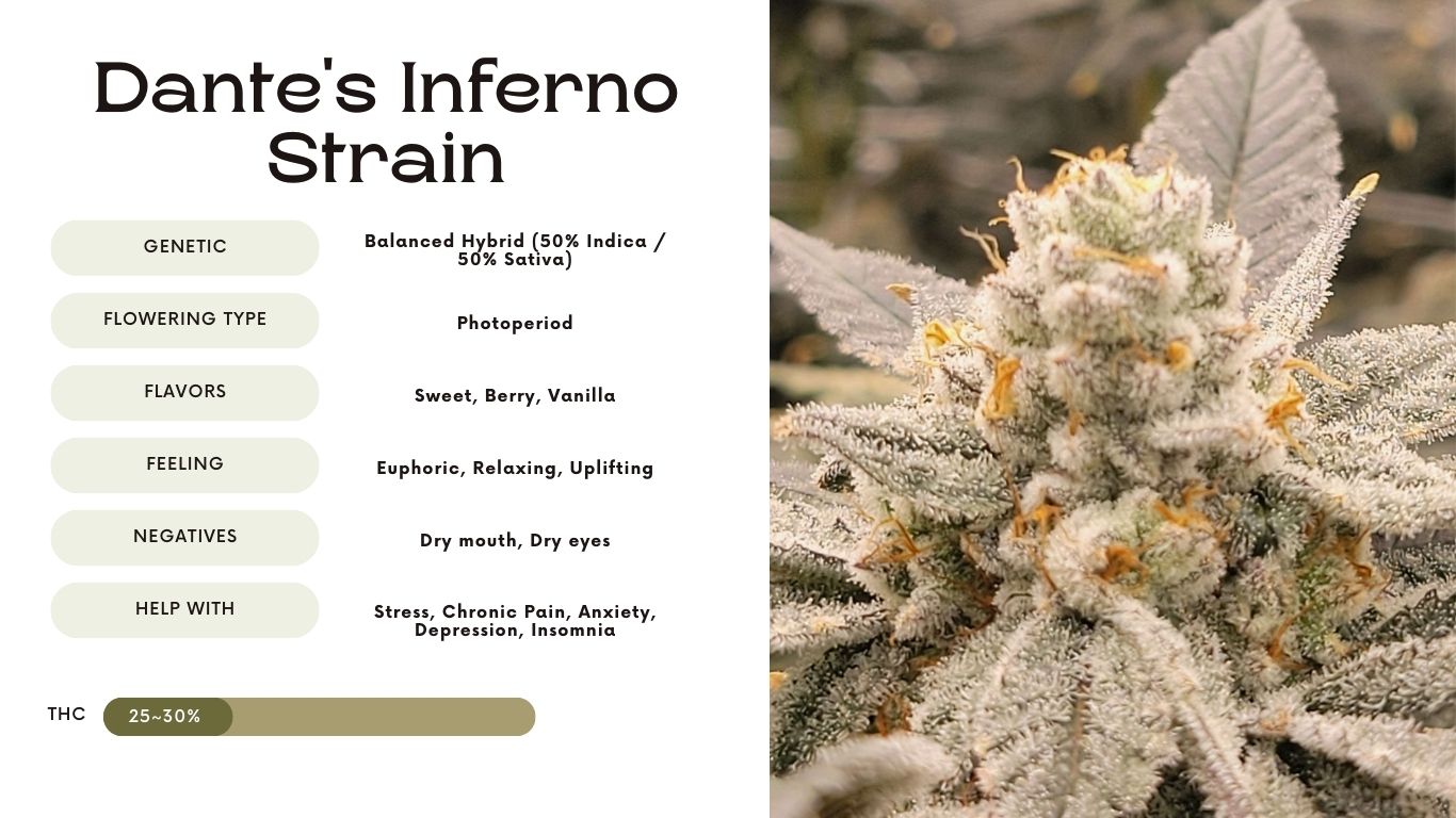 Dante's Inferno Strain: Everything You Need to Know - Vivosun