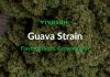 Strawberry Guava Strain: Everything You Need to Know - Vivosun