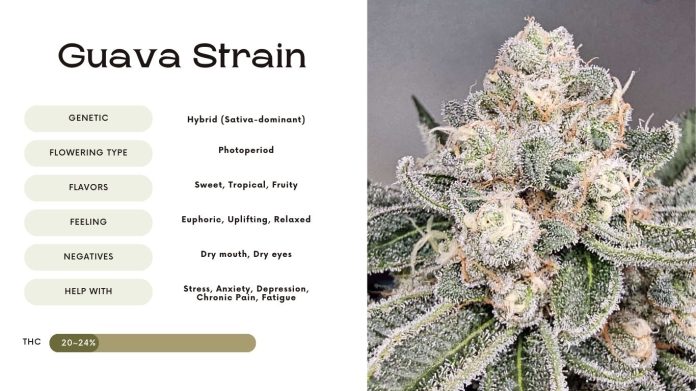 Guava Strain: Everything You Need to Know - Vivosun