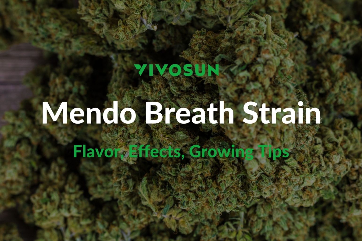 Mendo Breath Strain: Everything You Need to Know - Vivosun