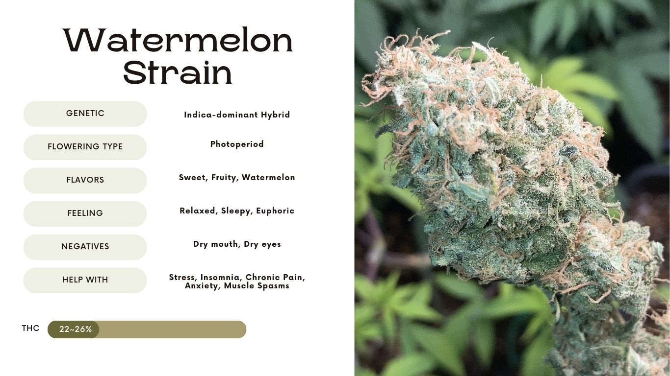 Watermelon Strain: Everything You Need to Know - Vivosun