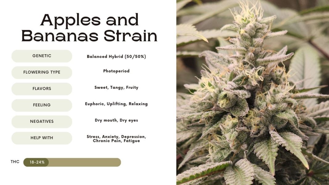 Apples and Bananas Strain: Everything You Need to Know - Vivosun