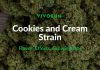 RS11 Strain aka Rainbow Sherbert #11: Everything You Need to Know - Vivosun