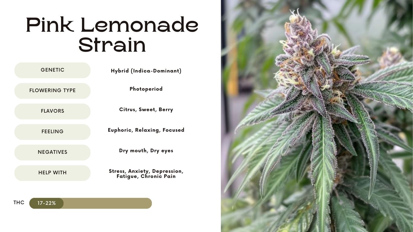 Pink Lemonade Strain: Everything You Need to Know - Vivosun