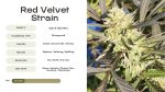 Red Velvet Strain: Everything You Need to Know - Vivosun