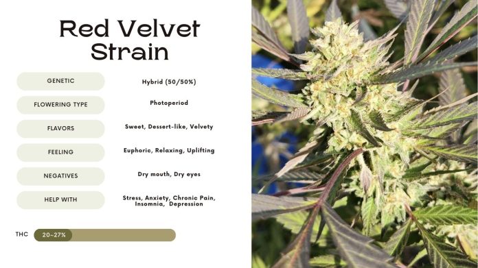 Red Velvet Strain: Everything You Need to Know - Vivosun